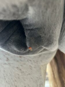 Soigner la Mammite chez la Jument - Traitement Naturel O'BELTAN